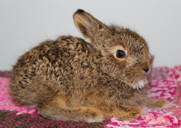 baby hare