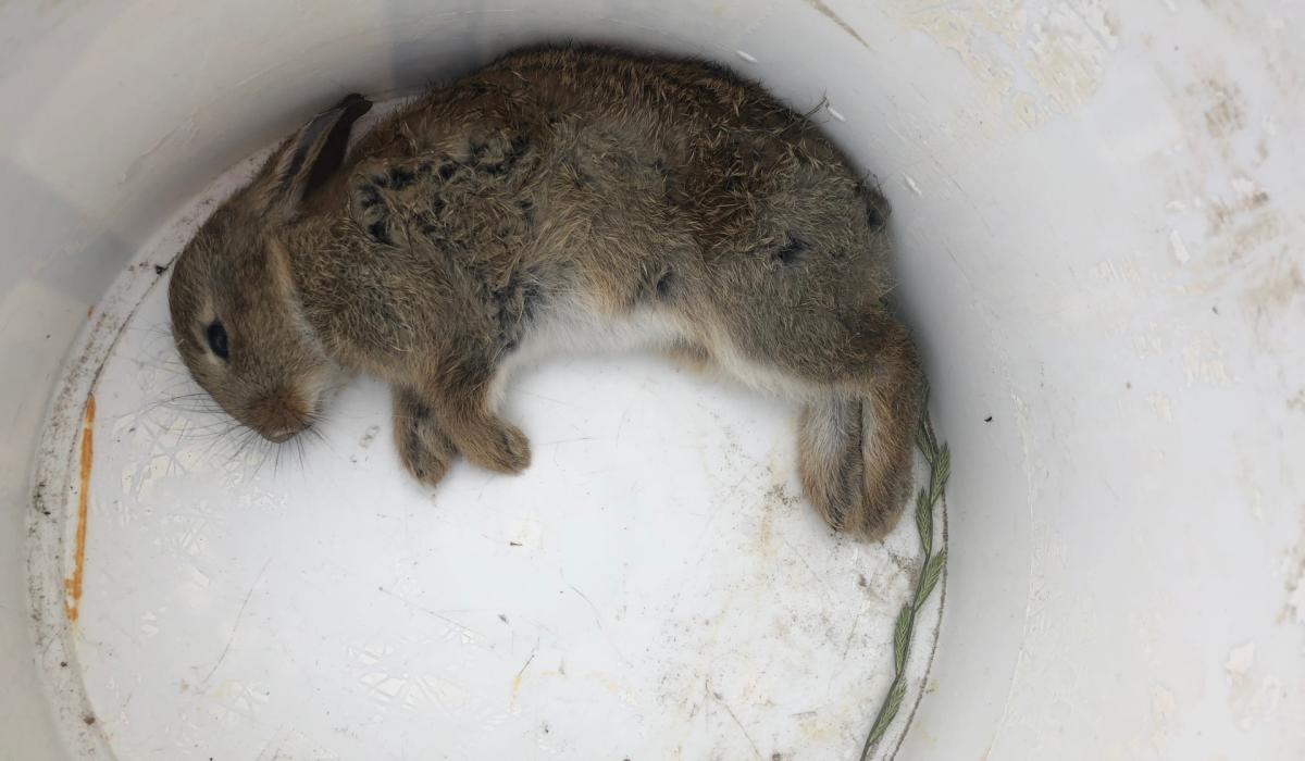 No cases of deadly rabbit virus recorded in Kildare yet - Kildare Live