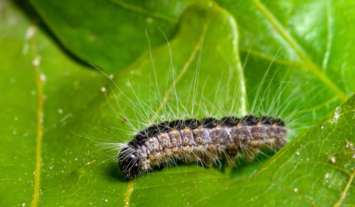 Public warned following discovery of invasive moth species in Ireland ...