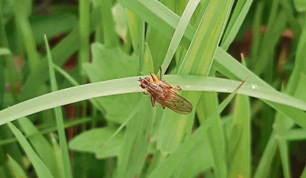 KILDARE WILDLIFE COLUMN: Yellow Dung Fly lays eggs in animal pooh ...