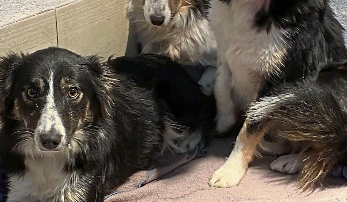 KILDARE ANIMALS IN NEED: Dogs come in and dogs go out at KWWSPCA ...