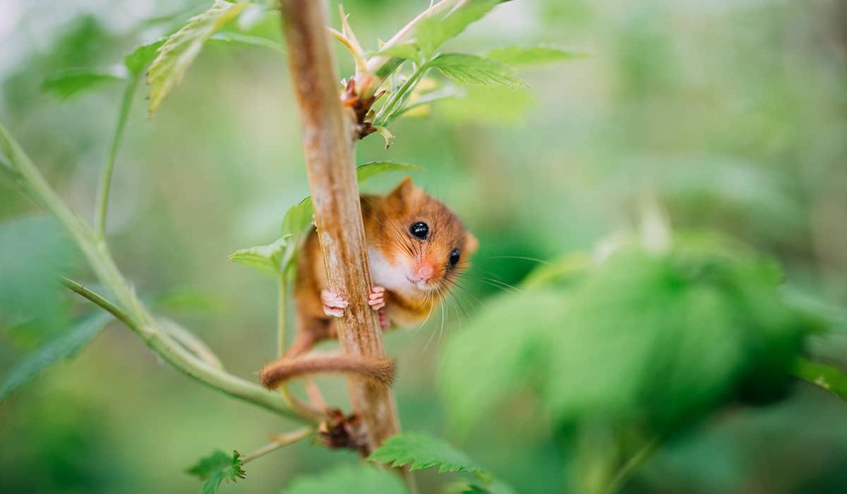 Kildare people urged to report sightings of rare species of dormouse ...