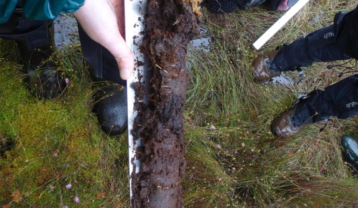 KILDARE WILDLIFE COLUMN: Bogs store twice as much carbon as forests - Kildare Live