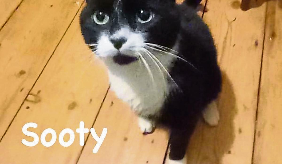 KILDARE ANIMALS IN NEED: Three-legged Sootie still waiting for a nice ...