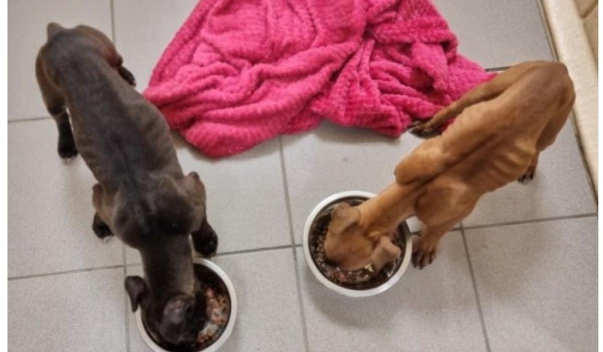 Emaciated puppies rescued from Kildare bog as 400 dogs surrendered to ...