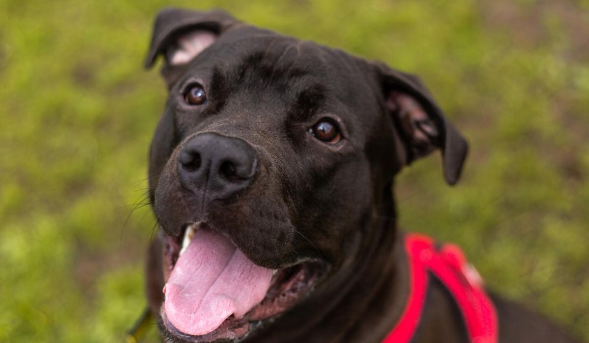 10,000 dogs in the Naas area alone - but just two wardens for a whole ...