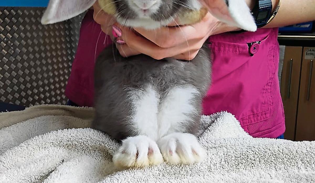 Kildare Animals in Need: Cute rabbit and cat looking for nice homes ...