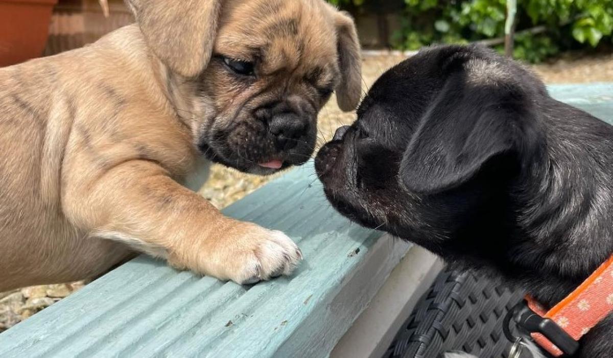 Taoiseach Simon Harris' parents rescue the 'world's cutest' puppies ...