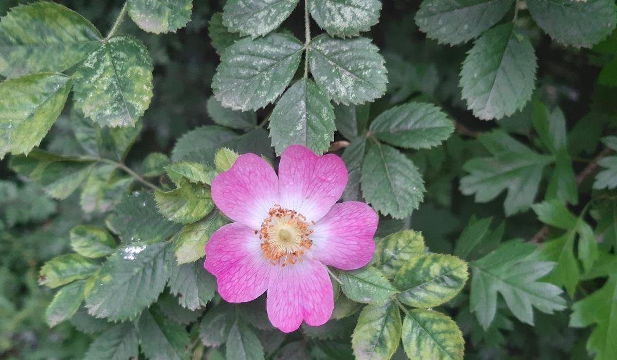 Dog-rose used to treat bites from rabid dogs in the past - Kildare Live