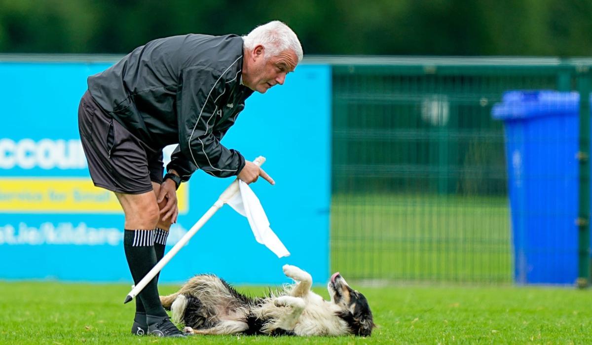 PHOTOS: Faking an injury?! Pup takes over Kildare GAA pitch - Page 2 of ...