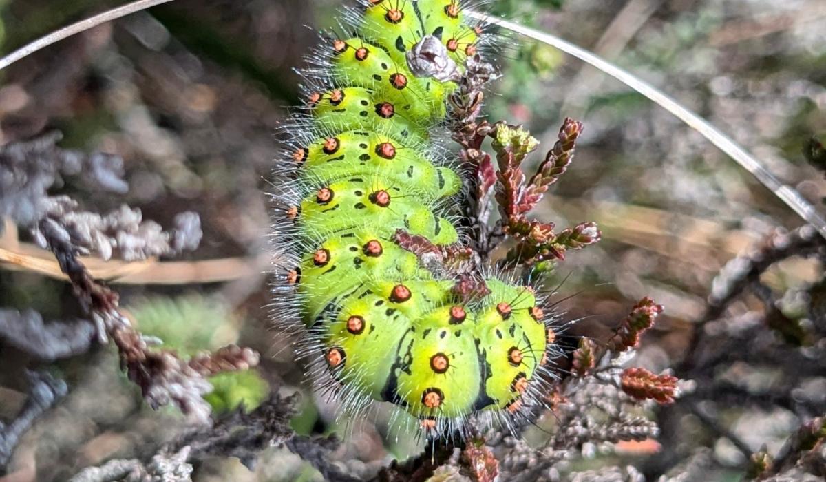 Kildare Wildlife Watch: Emperor Moth caterpillar too hairy to eat ...