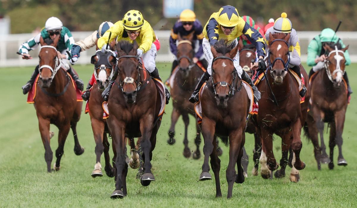 Kildare-based business to deploy new platform for Melbourne Cup and ...
