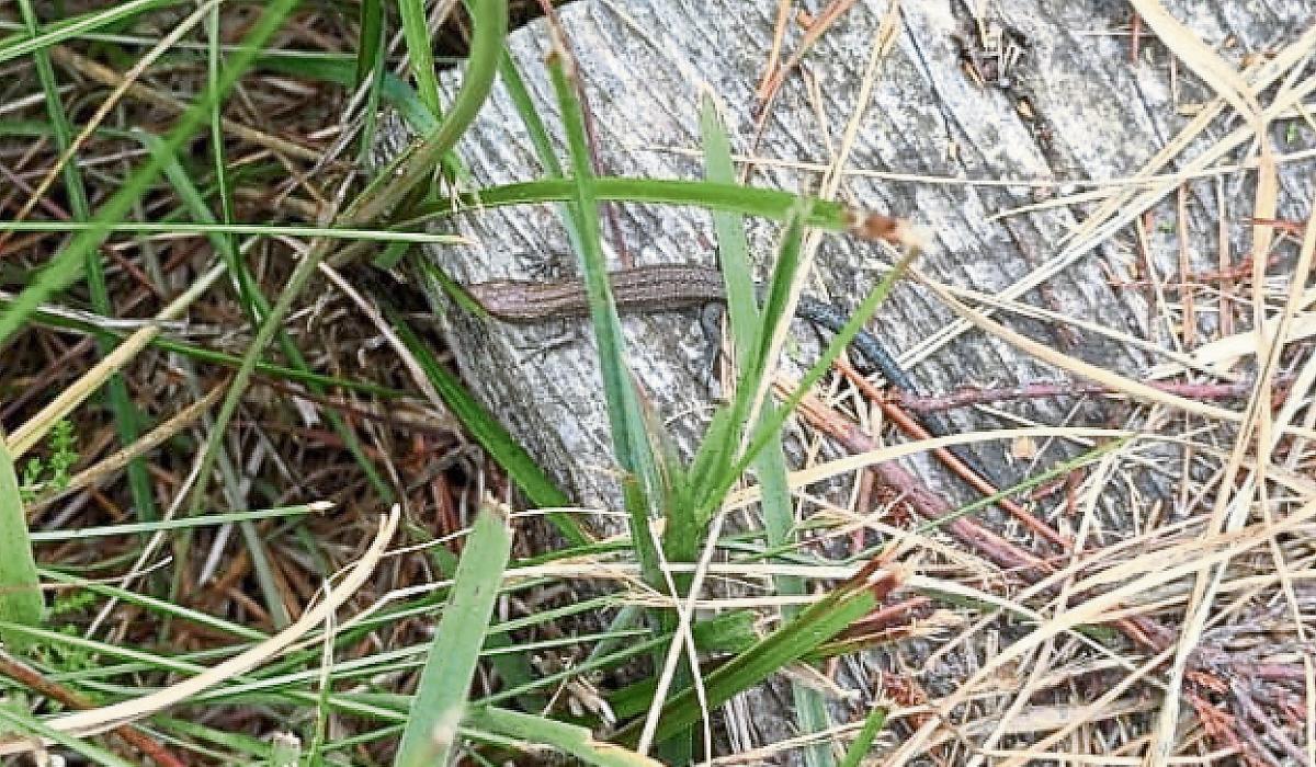 Kildare Wildlife Watch - Find out more about our native lizard ...