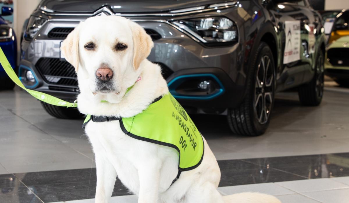 Could YOU be the winner? Irish Guide Dogs for the Blind's Newbridge ...