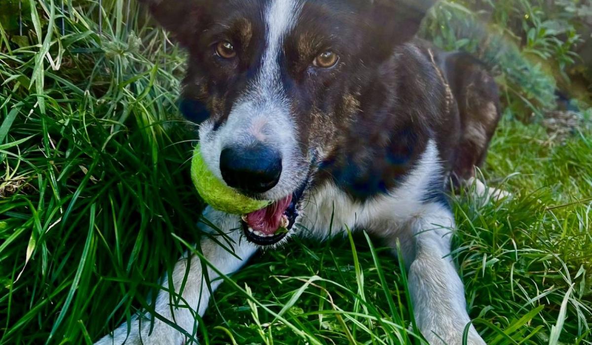 KWWSPCA finds new home for abandoned Collie - Kildare Live