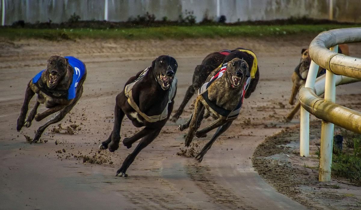 Kildare Represented in Semi-Finals of BoyleSports Irish Greyhound Derby ...
