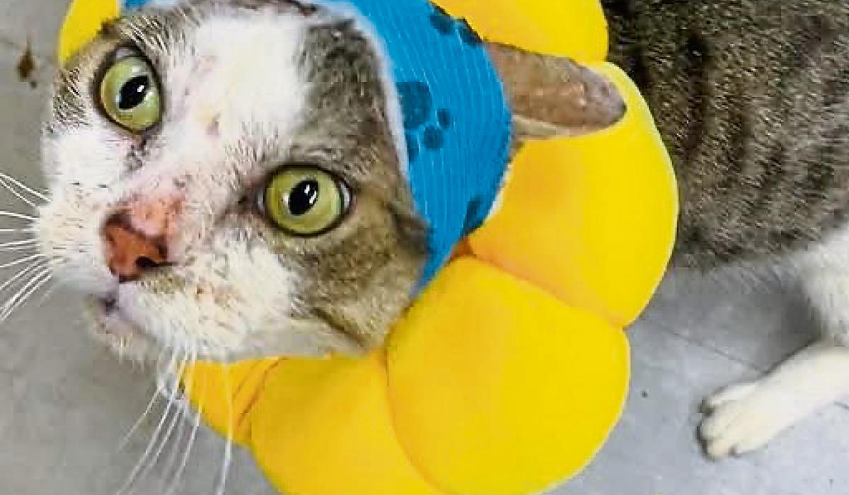 Sid the cat recovering from head injury - Kildare Live