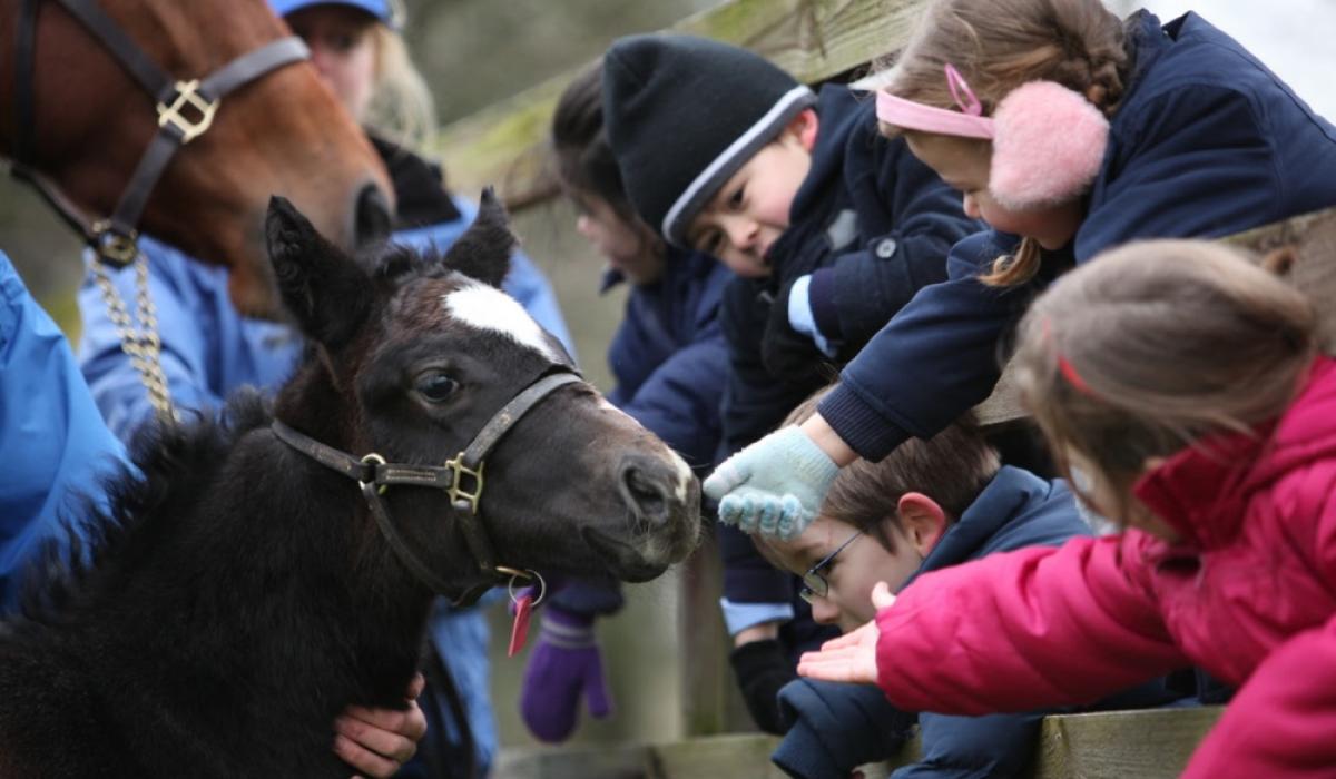 Top Five Family Activities in Kildare this Midterm Break - Kildare Live