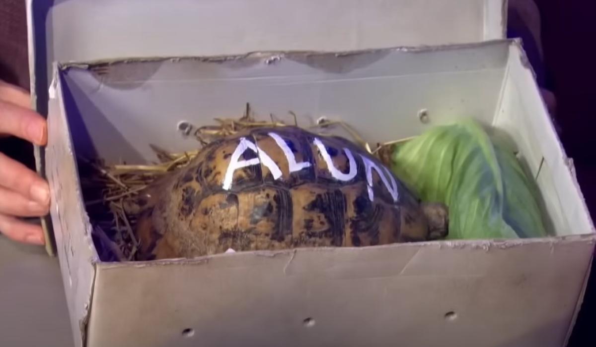 'Steve, what ever happened to the Kildare tortoise?' - viewers may find answer on Late Late Show ...