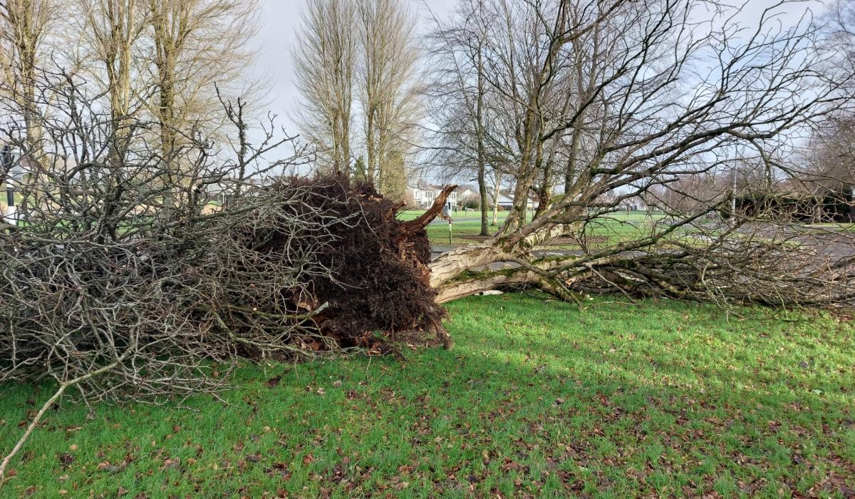 Trees must be maintained across Kildare to prevent storm damage ...