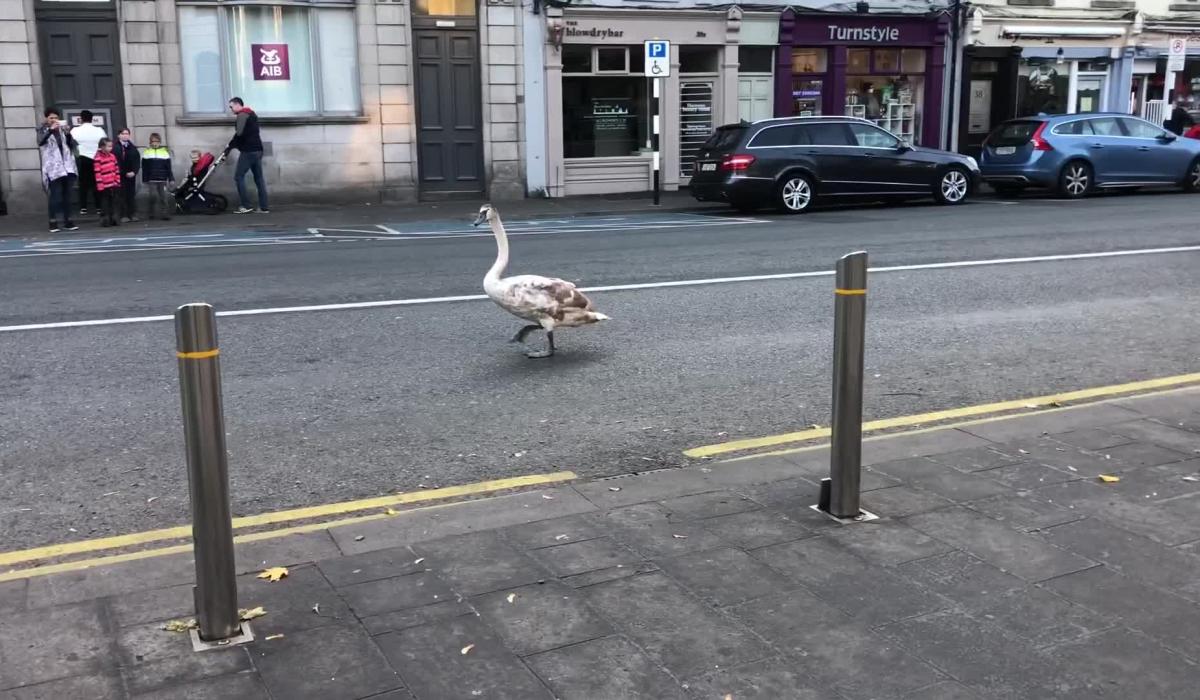 WATCH: Kildare swan takes a walk in Naas town - Kildare Live