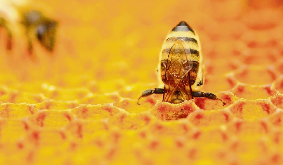 Kildare politicians are the bee's knees as they make a beeline to ...