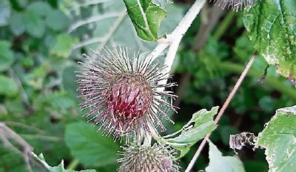 KILDARE WILDLIFE WATCH: The inspiration for velcro - Burdock - Kildare Live