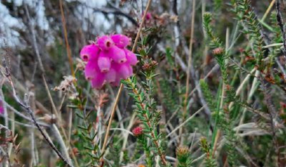 Wildlife Watch: This blooming heather is found blossoming on Kildare’s ...