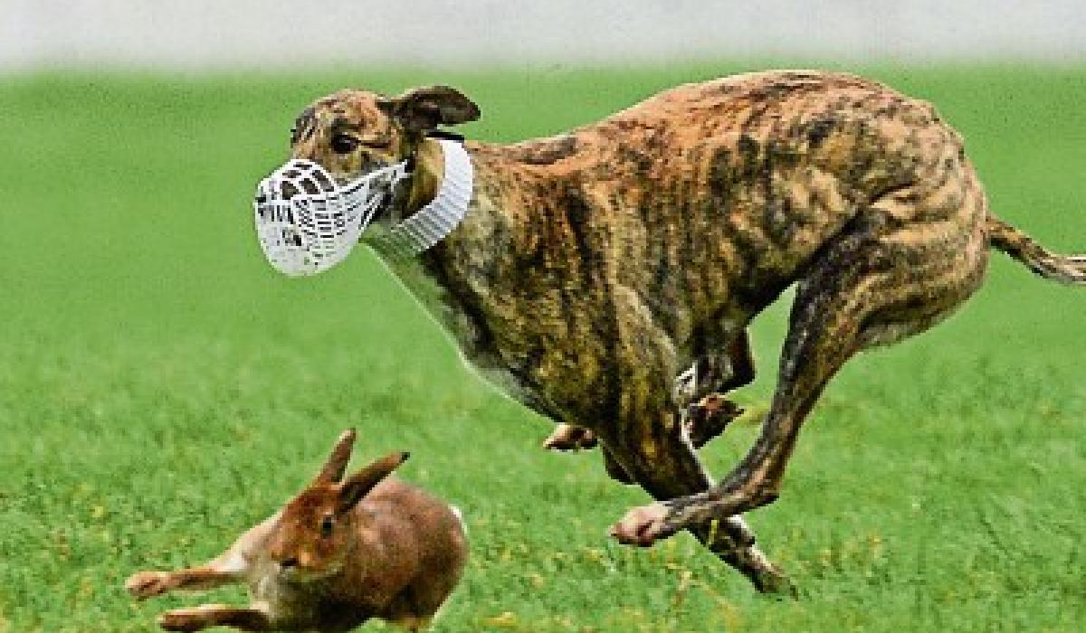 Kildare gardai join forces with clubs to tackle hare poaching - Kildare ...