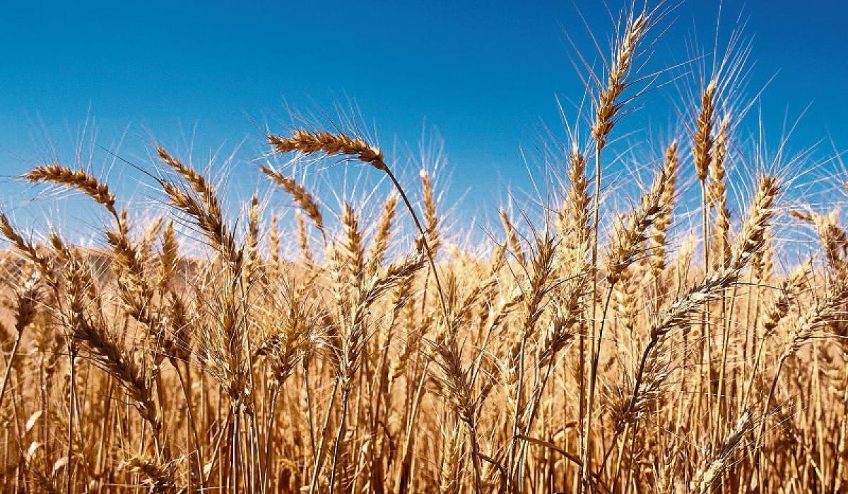 LATEST: Kildare County Council secures €25,000 funding for agri-food ...