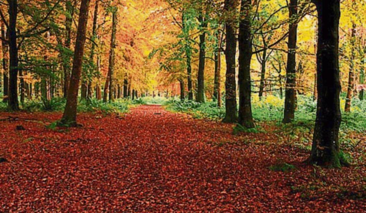Two Kildare forest parks among the Top Ten most visited last year ...