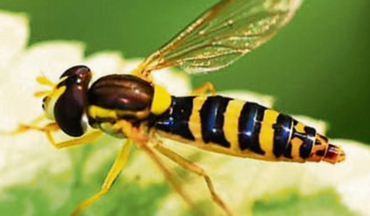 Kildare is Ireland’s second most wasp infested county - Kildare Live