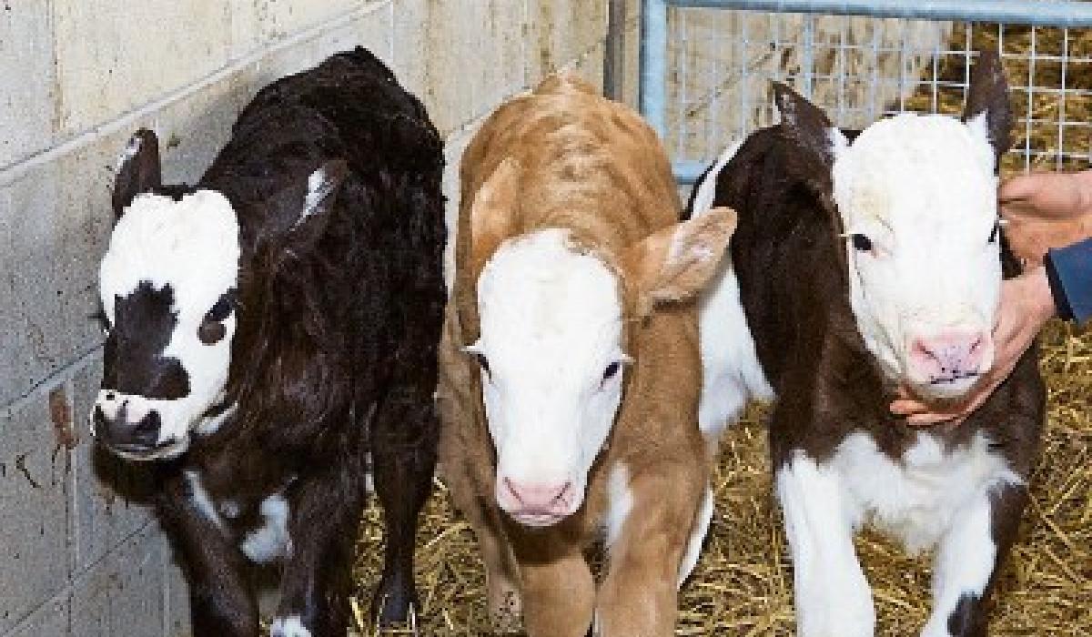 Kildare footballer's cow gives birth to one-in-a-million triplet calves ...