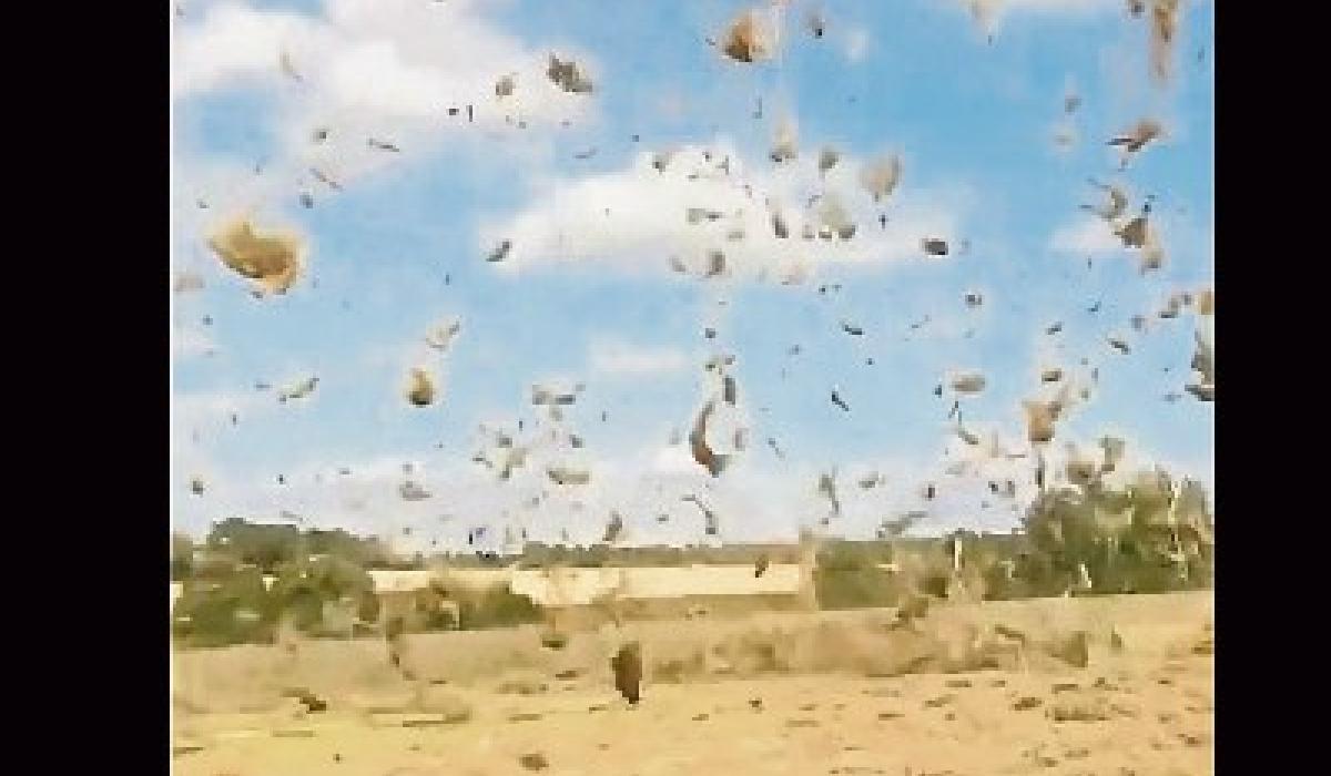 WATCH: Kildare farmer captures bizarre footage of a whirlwind causing ...