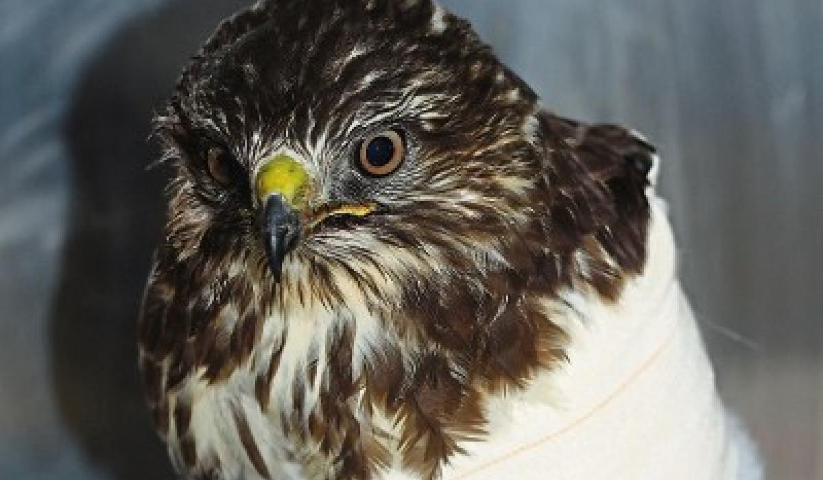 Kildare is abuzz with birds of prey - Kildare Live