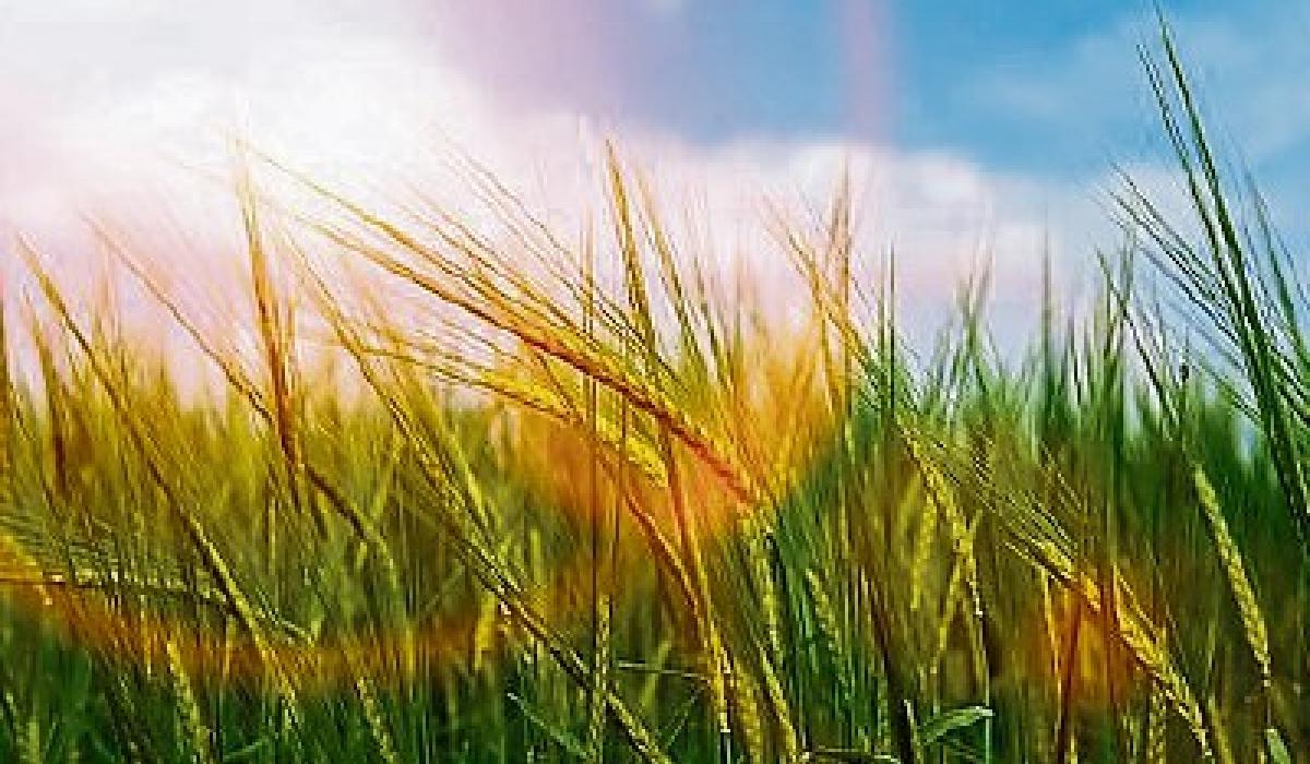 KILDARE WEATHER UPDATE: Another sunny day with temperatures up to 24 ...