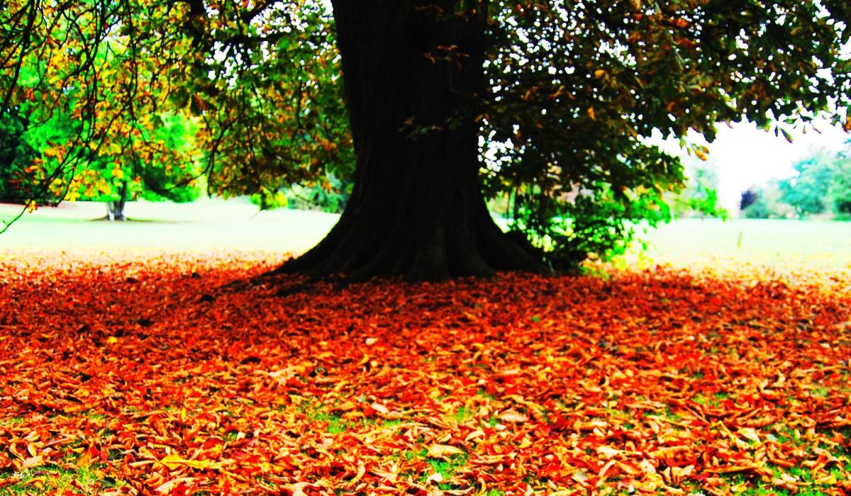 Council says it can't clear leaves from Kildare's housing estates ...