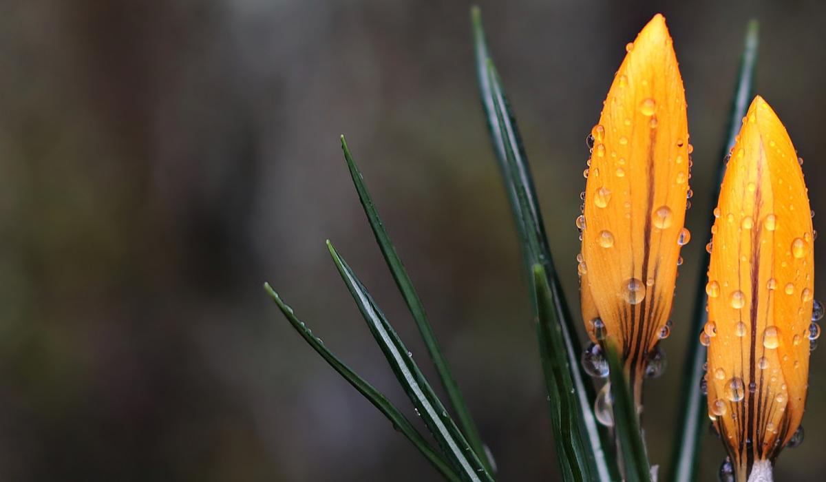 Schools in Kildare encouraged to participate in crocus-planting project ...