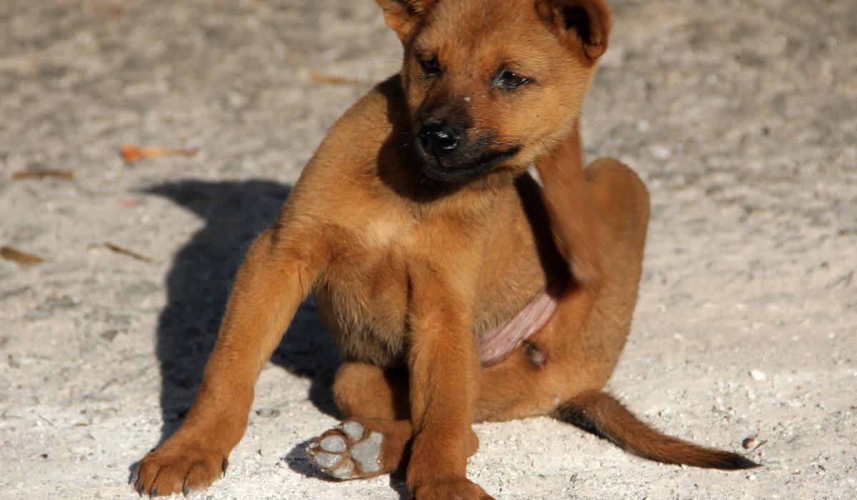 County Kildare accounted for fifth highest level of flea callouts in ...