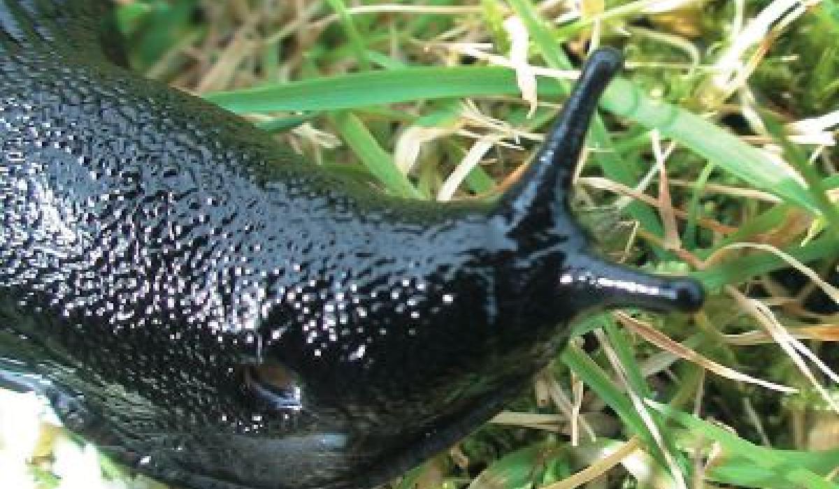Kildare's Wildlife Watch: Spotting the foul-tasting Great Black Slug ...
