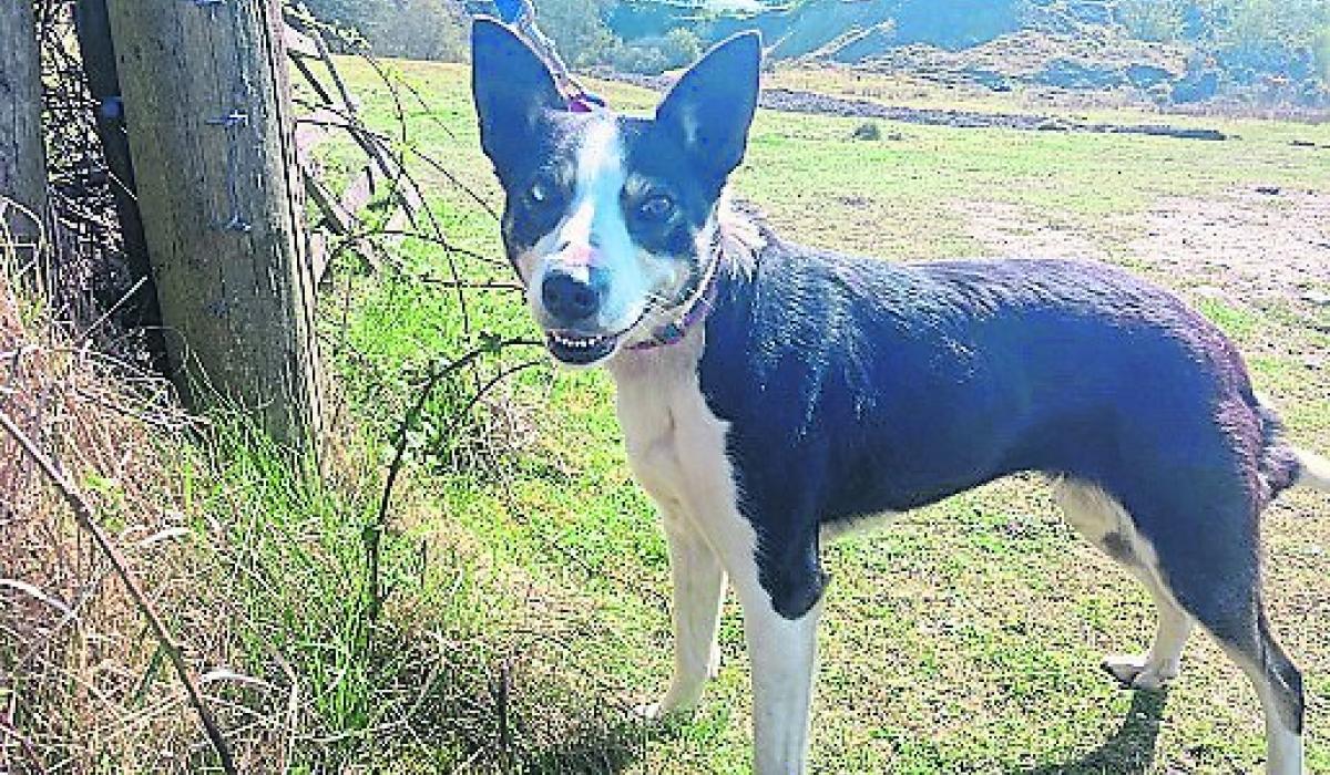Kildare Animals In Need: The sad story of unwanted Sheena - Kildare Live