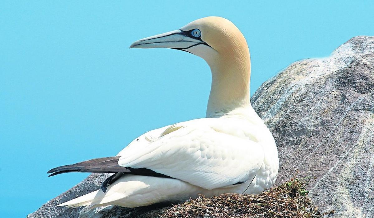 KILDARE WILDLIFE WATCH: Gannets under serious threat from bird flu ...