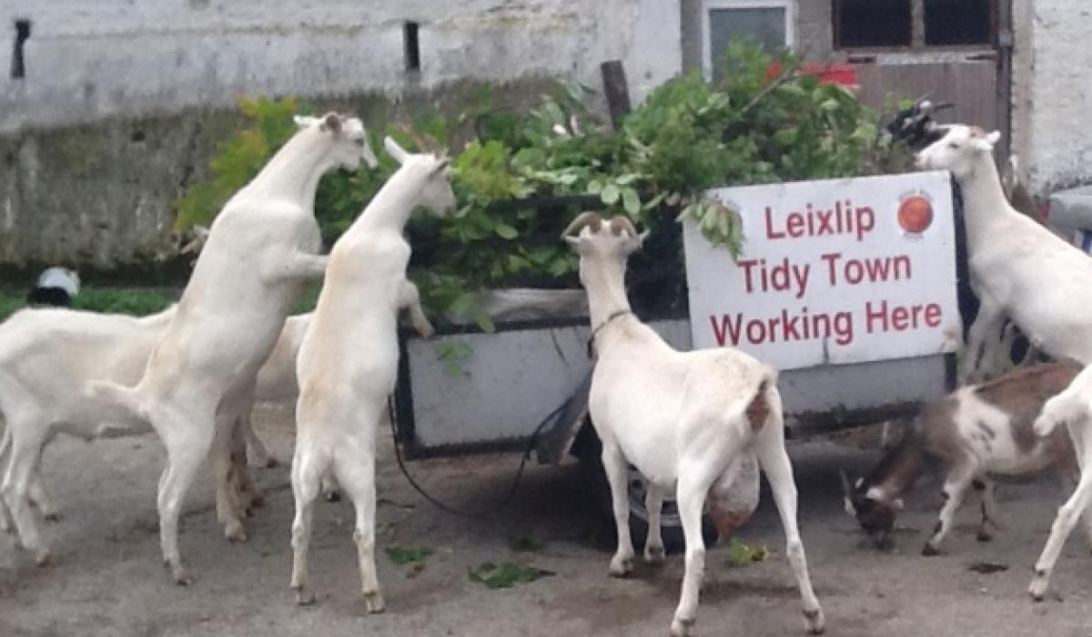 Goats join Leixlip Tidy Town group - Kildare Live