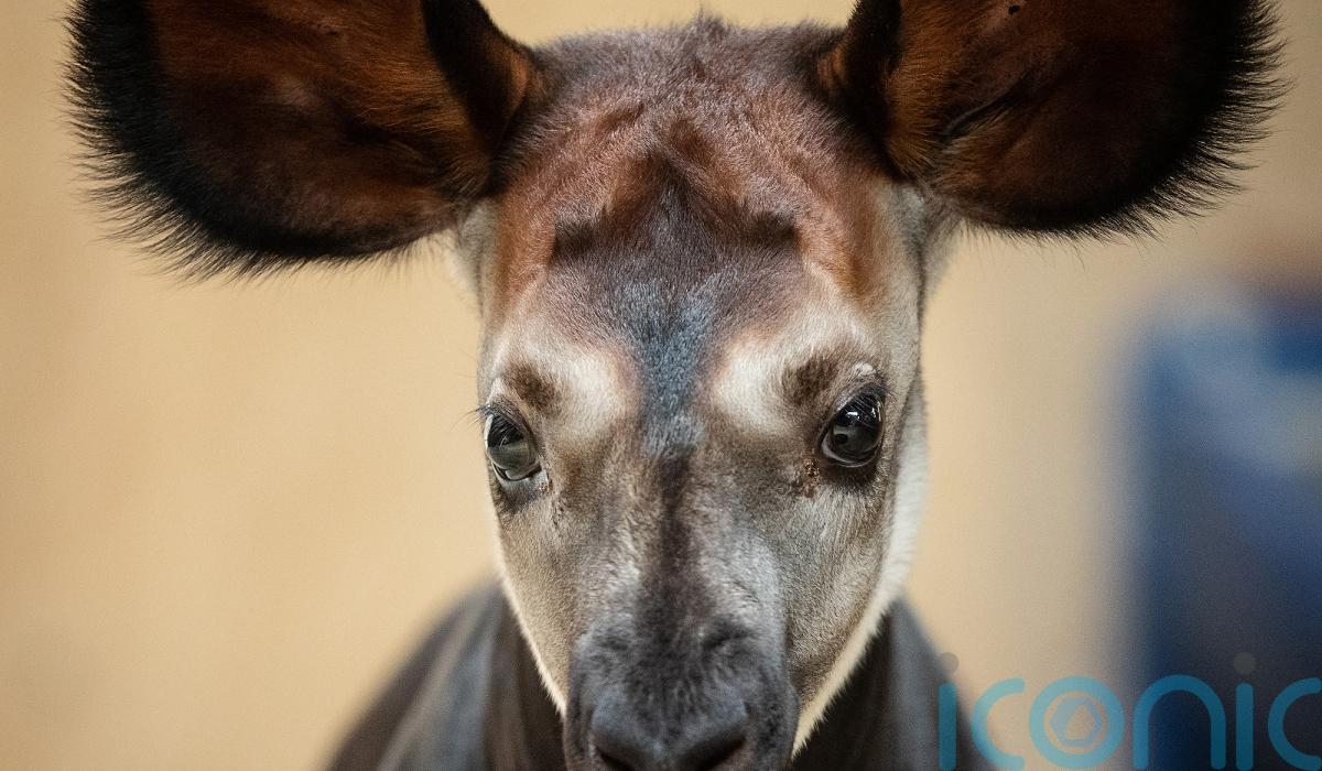 Dublin Zoo announces birth of endangered okapi calf - Kildare Live