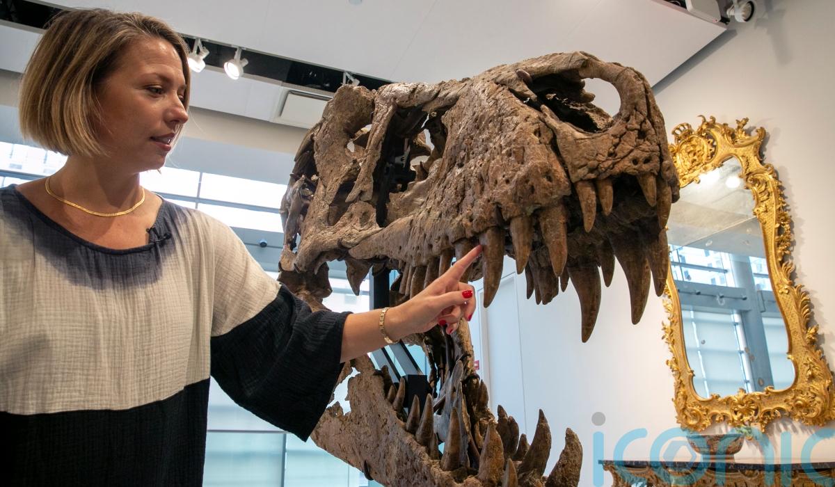 Tyrannosaurus rex skull set for auction, expected to fetch enormous sum ...