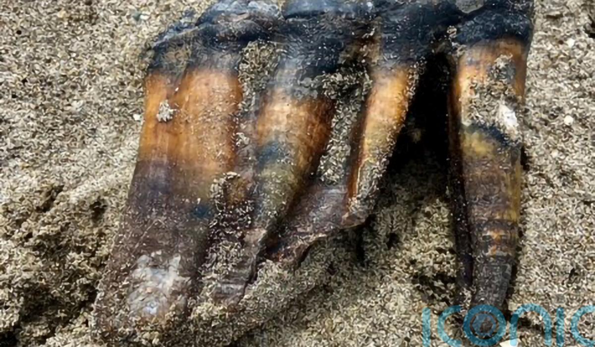 Woman walking on beach finds ancient mastodon tooth - Kildare Live