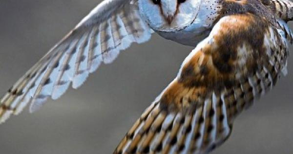 No nesting barn owls in Kildare - Birdwatch Ireland - Leinster Leader