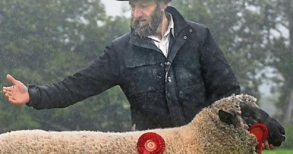 Kildare man Percy Podger brings new sheep breed to Curragh Plains ...