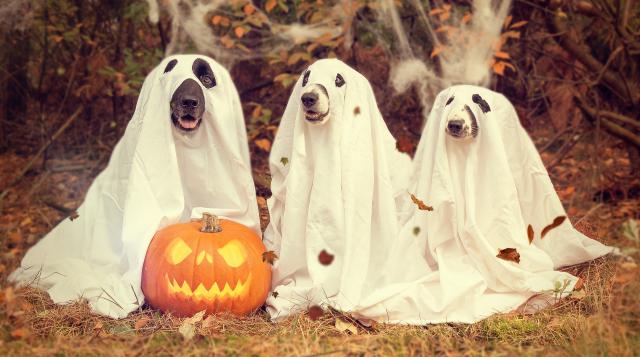 ghost dogs trust