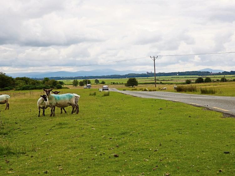 It's up to all of us to protect the Curragh plains - Leinster Leader